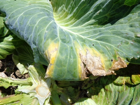 Repolho de verão deve ser tolerante xanthomonas | Revista Campo & Negócios