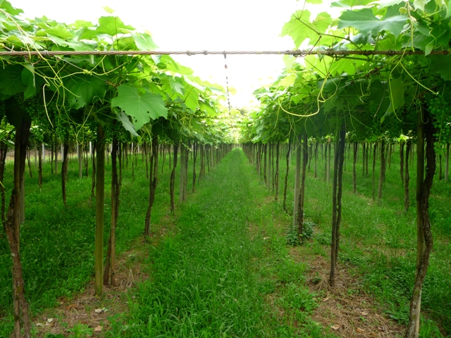 Importância das mudas para a produção de uvas | Revista Campo & Negócios