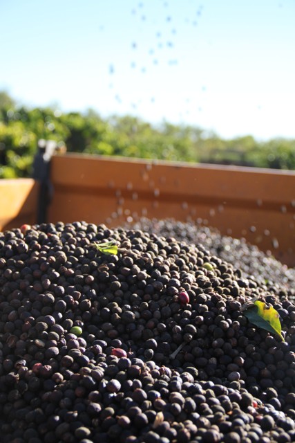 Mecanização chega ao café conillon | Revista Campo & Negócios