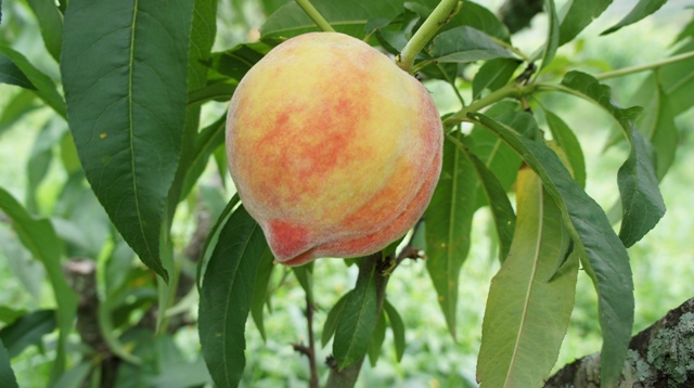 Pêssego já pode ser cultivado em todo o Brasil | Revista Campo & Negócios