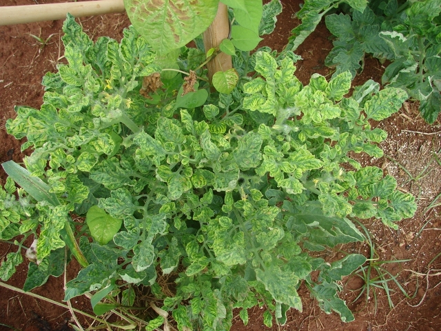 Viroses do tomateiro exigem variedades resistentes e correto manejo ...