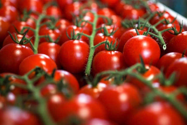 Bayer CropScience leva tecnologia para a produção de tomate | Revista ...