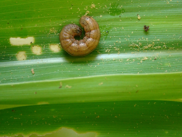 Trichogramma são o terror das lagartas | Revista Campo & Negócios