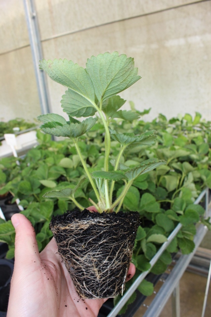 Mudas sadias são o início do sucesso no cultivo de morango | Revista ...
