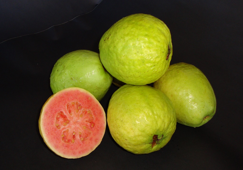 Principais variedades de goiaba | Revista Campo & Negócios