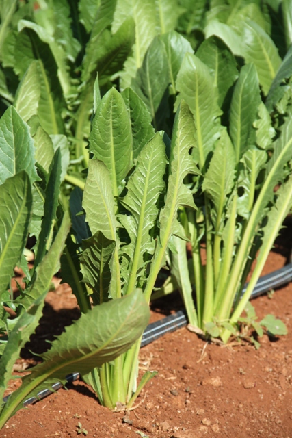 Catalonha – Folhosa exótica vem conquistando nicho de mercado | Revista ...