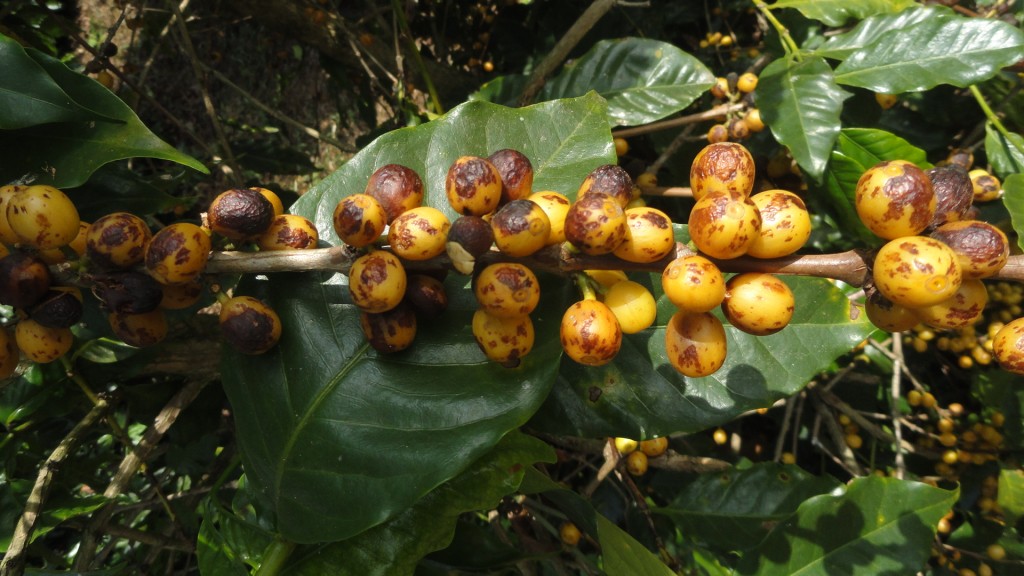 Manchas marrons em frutos – Nova anormalidade em cafeeiros | Revista ...