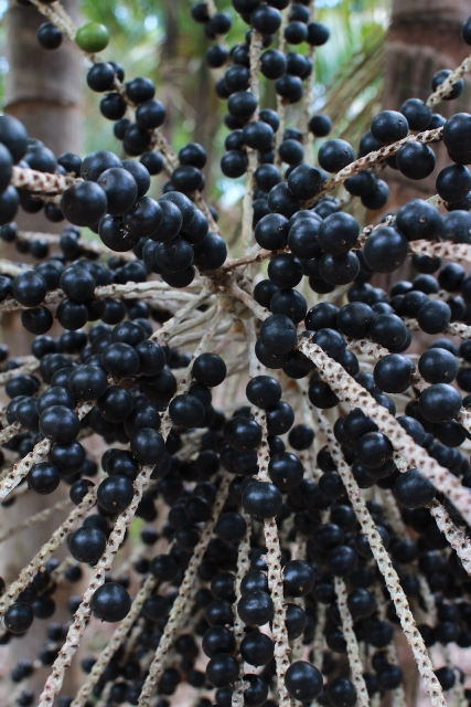 Espécies de açaí e locais de adaptação da planta | Revista Campo & Negócios