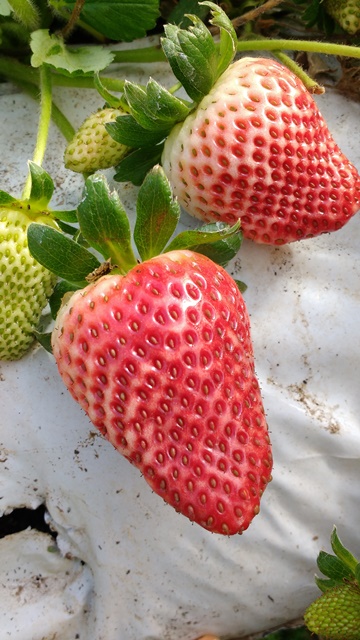 Importância do magnésio na cultura do morango | Revista Campo & Negócios