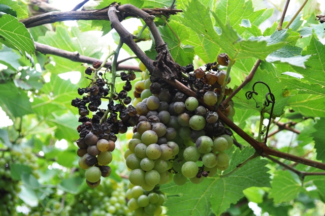 Controle das doenças da videira na fase de pré-colheita | Revista Campo ...