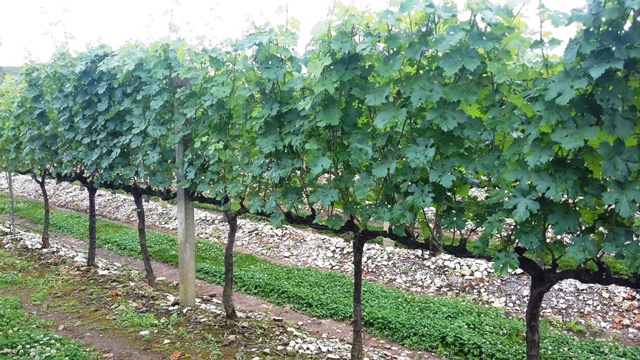 Como fazer a sustentação das parreiras de uvas | Revista Campo & Negócios