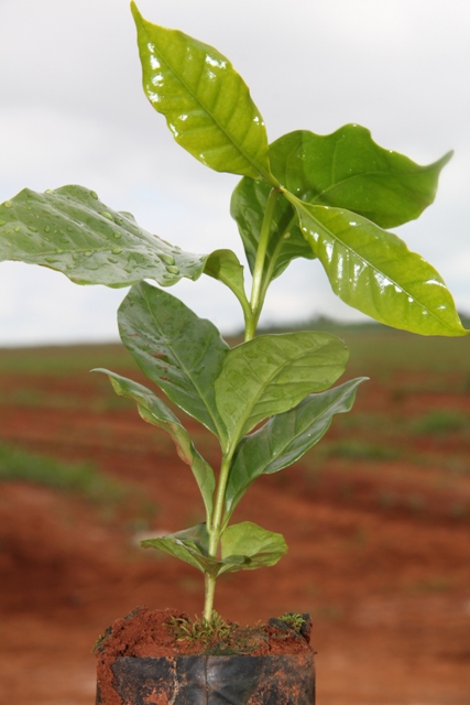 O fósforo e as substâncias húmicas | Revista Campo & Negócios