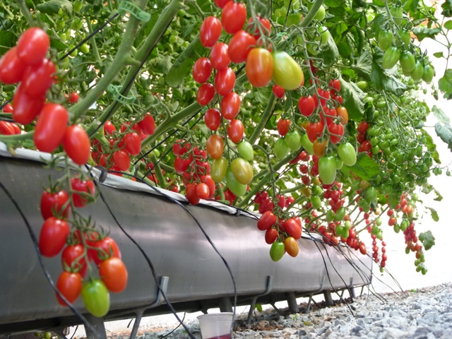 Como agregar valor ao tomate | Revista Campo & Negócios