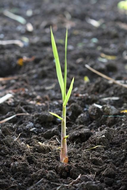 Efeitos das substâncias húmicas na cana-de-açúcar | Revista Campo ...