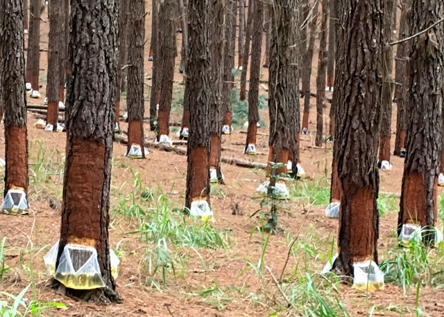 A resinagem de pinus no Brasil – Passado, presente e futuro | Revista ...