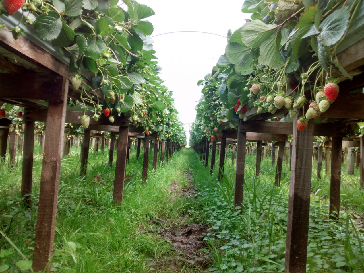 O cultivo do morango na Serra Gaúcha | Revista Campo & Negócios